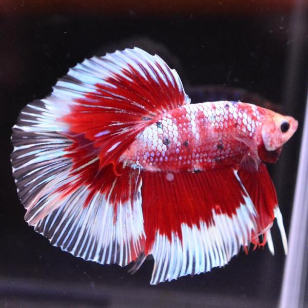 タイ産　サイズLL(全長約：6.5ｃm)　★発送、お引き渡し・地域最短時間受け取り（例：東京の場合午前着指定）で死着保障がつきます。ヤマト運輸、お届け予定日検索から発地4240902、着地へお客様の郵便番号を入力していただくと最短時間が表示...