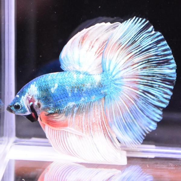 タイ産　サイズLL(全長約：7.0ｃm)　★発送、お引き渡し・地域最短時間受け取り（例：東京の場合午前着指定）で死着保障がつきます。ヤマト運輸、お届け予定日検索から発地4240902、着地へお客様の郵便番号を入力していただくと最短時間が表示...