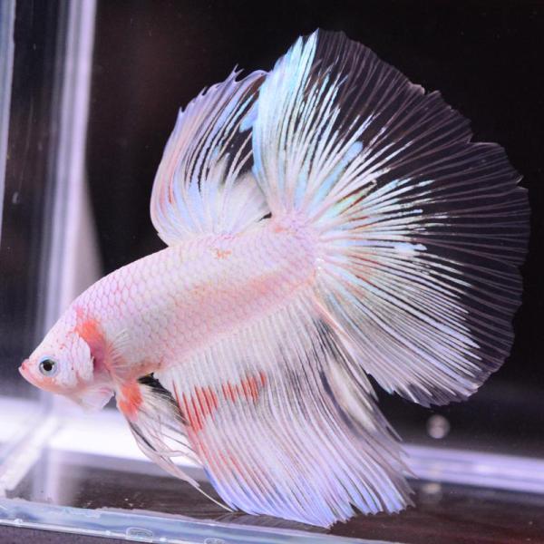 タイ産　サイズLL(全長約：7.5ｃm)　★発送、お引き渡し・地域最短時間受け取り（例：東京の場合午前着指定）で死着保障がつきます。ヤマト運輸、お届け予定日検索から発地4240902、着地へお客様の郵便番号を入力していただくと最短時間が表示...