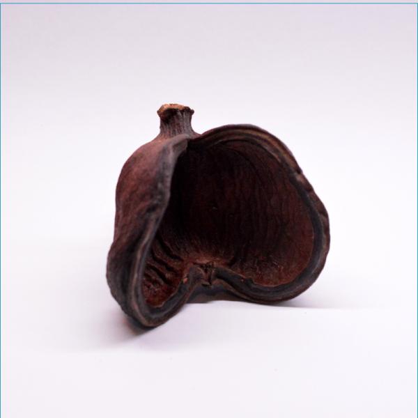 ジャワ・オリーブ（学名：Sterculia foetida）の種子です。洞窟の様な形が生体の棲みか・隠れ家として最適な素材になっています。天然の素材を丁寧に乾燥した物をお届けします。水槽内で使用すると白いフワフワが付きますが生体には特に影響...