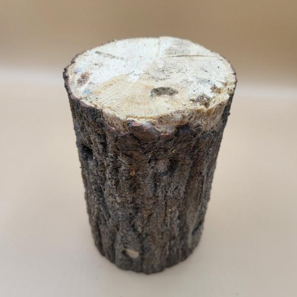 【発売日：2019年05月21日】栄養値の高い良質のクヌギ・ナラ材です。直径約８〜１０cmの使いやすいサイズです長さは約１３〜１５cmです芯が少し残りますが、飼育・産卵に問題はありません。主に産卵用として国産・外産を問わず、ご利用いただけま...