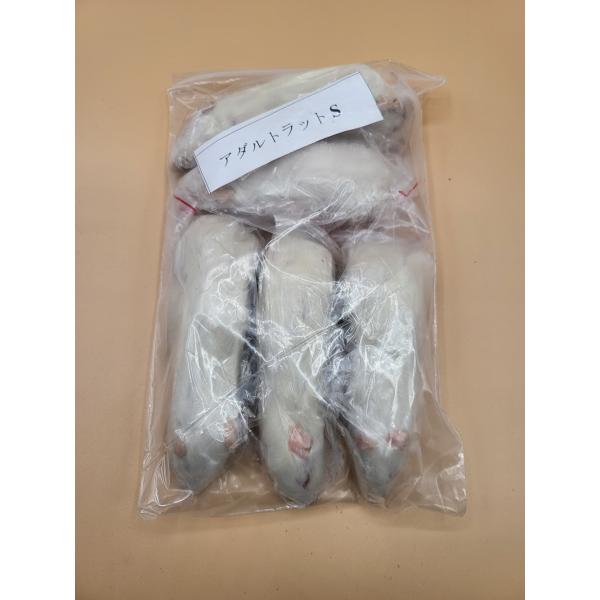 【発売日：2022年03月30日】衛生管理を徹底した飼育室にて、栄養豊富な人工飼料で育った高栄養価のラットです。＜与える生体＞・猛禽類（フクロウ、ワシ、タカなど）・爬虫類（大型のヘビやトカゲなど）体長12cm〜13cm 重量60ｇ〜80ｇ1...