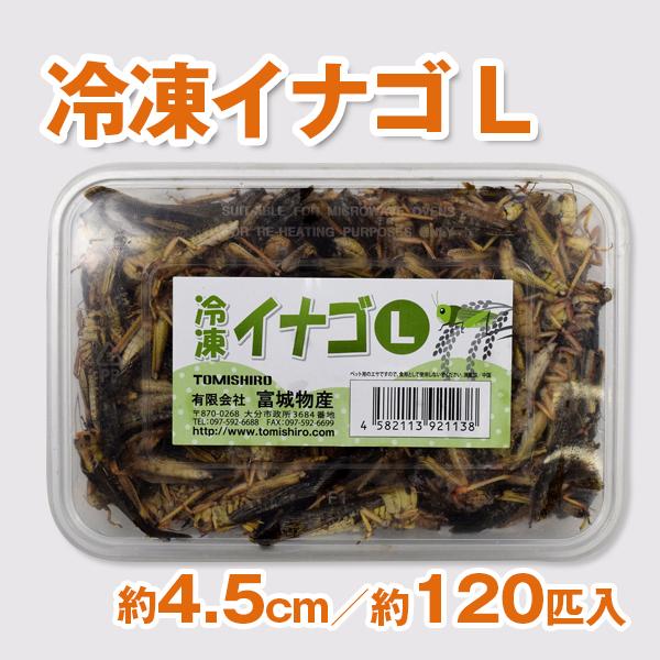 【発売日：2022年03月30日】無農薬稲科草植物を与え飼育管理された人工繁殖イナゴです。＜与える生体＞・両生類・大型中型魚・小動物体長：約4.5cm内容量：200g約120匹入りプラケース入り