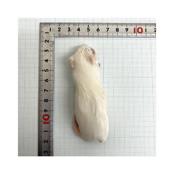 【発売日：2022年12月25日】・猛禽類（フクロウ、ワシ、タカなど）・爬虫類（大型のヘビやトカゲなど）・両生類（大型のカエルなど）・大型肉食魚（アロワナなど）・その他肉食系の生き物（小型猿、ミーアキャット、ハリネズミ、フェレット、大型の蜘...