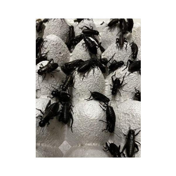 【発売日：2022年12月25日】フタホシよりも体色がより黒くなる個体が多く「クロ」と呼ばれますが違いは体色だけではなく、より大きくなり、体質も強いのが特長です。脂肪分を多く含んでおり、爬虫両生類はもちろん、小動物やアロワナの餌としてもご好...