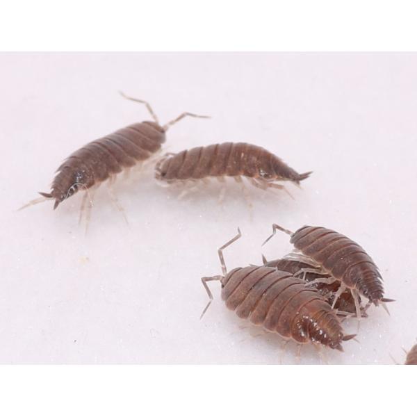 【発売日：2022年12月25日】ガラス面を登らず、跳ね回ることもありませんのでハコガメのベビーや小型のトカゲ、両生類に多く使用されます。多くの種類がいる中から、比較的隠れる習性の弱いホソワラジムシを邑楽ファームでは取り扱っています。また、...