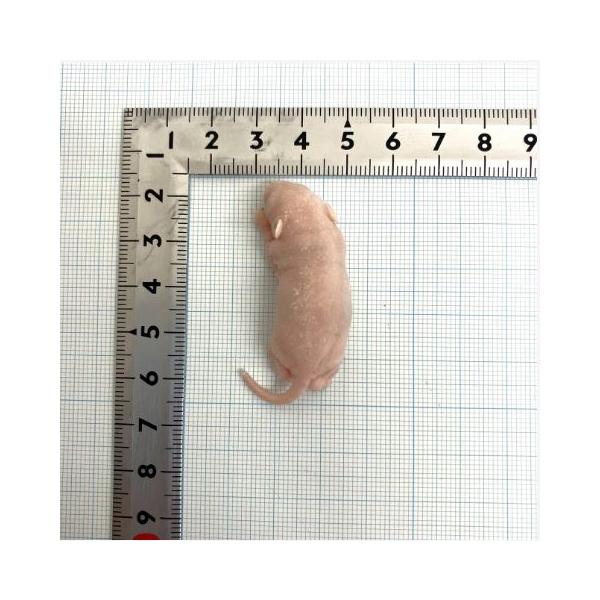 【発売日：2022年12月25日】・猛禽類（フクロウ、ワシ、タカなど）・爬虫類（大型のヘビやトカゲなど）・両生類（大型のカエルなど）・大型肉食魚（アロワナなど）・その他肉食系の生き物（小型猿、ミーアキャット、ハリネズミ、フェレット、大型の蜘...