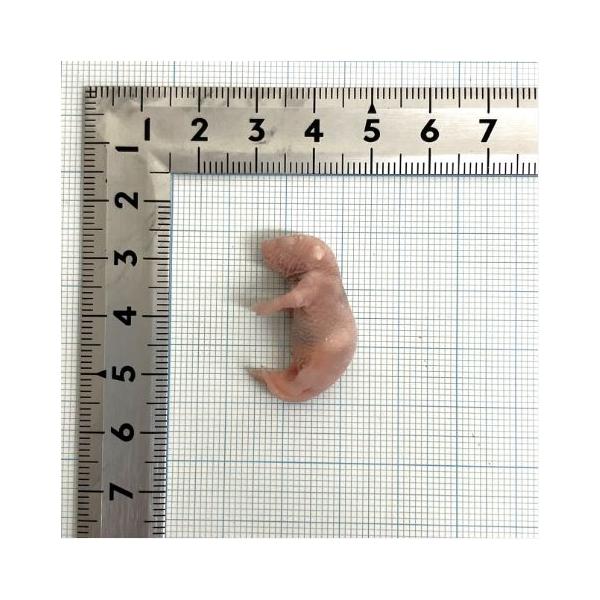 【発売日：2022年12月25日】・猛禽類（フクロウ、ワシ、タカなど）・爬虫類（大型のヘビやトカゲなど）・両生類（大型のカエルなど）・大型肉食魚（アロワナなど）・その他肉食系の生き物（小型猿、ミーアキャット、ハリネズミ、フェレット、大型の蜘...