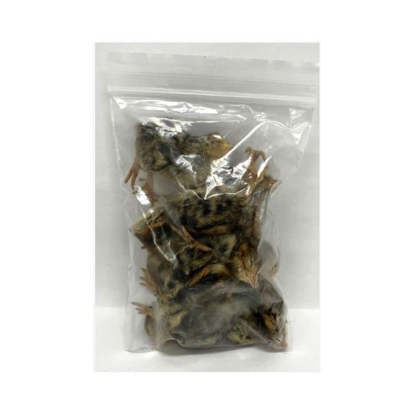 【発売日：2022年12月25日】羽化直後のものです。 新鮮なまま急速冷凍しています。 大型魚・猛禽類・爬虫類のエサとしてご利用ください。