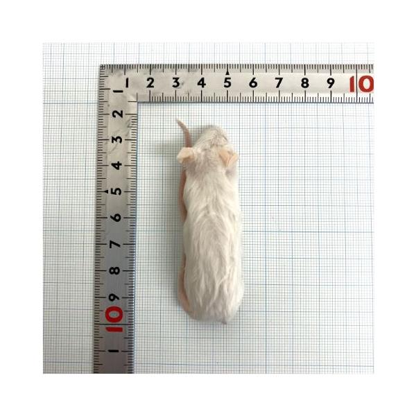 【発売日：2022年12月25日】・猛禽類（フクロウ、ワシ、タカなど）・爬虫類（大型のヘビやトカゲなど）・両生類（大型のカエルなど）・大型肉食魚（アロワナなど）・その他肉食系の生き物（小型猿、ミーアキャット、ハリネズミ、フェレット、大型の蜘...