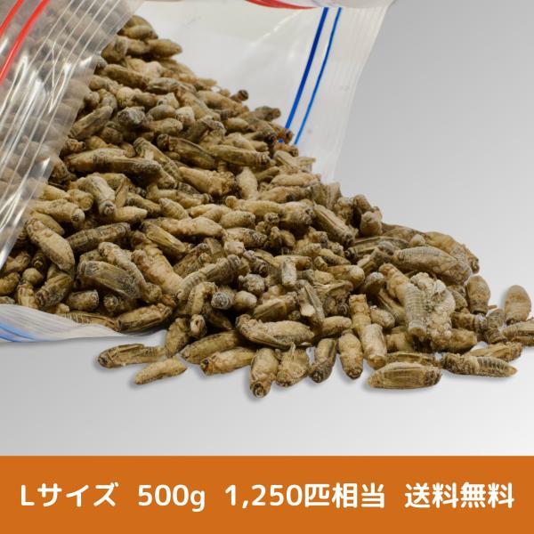 コオロギ 冷凍餌 虫 エサ フード 餌 爬虫類 トカゲ 猛禽類 フクロウ ハリネズミ フクロモモンガ モモンガ レオパ フトアゴ ベルツノ クレス 小動物 両生類 イエコL crikets-l-500g