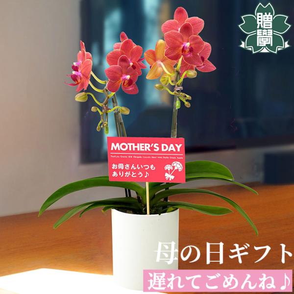 母の日に最適なお花のプレゼント、ミニ胡蝶蘭ミセスブラウンです。8cmの水抜き穴無し鉢カバーに入れてお届けします。洋蘭の大きさは、高さ：鉢底から約30〜35cm、横幅：約20cmくらいです。ギフト商品なので金額のわかる明細書などは同梱しません...