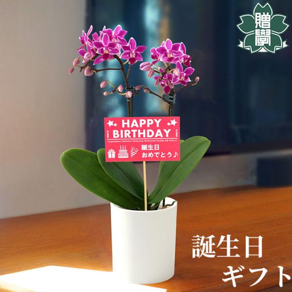誕生日に最適なプレゼントミニ胡蝶蘭ピンク系です。花色がピンク〜パープルピンク系のミニ胡蝶蘭を店長お任せでお届けします♪8cmの水抜き穴無しの鉢カバーに入れてお届けします。洋蘭の大きさは、高さ：鉢底から約30〜35cm、横幅：約15cmくらい...