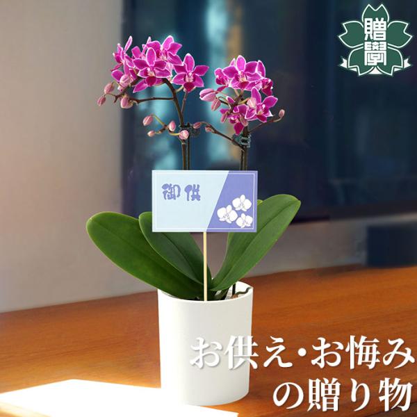 お供えやお悔みに適した贈り物、ミニ胡蝶蘭ピンク系です。花色がピンク〜パープルピンク系のミニ胡蝶蘭を店長お任せでお届けします♪8cmの水抜き穴無しの鉢カバーに入れてお届けします。洋蘭の大きさは、高さ：鉢底から約30〜35cm、横幅：約15cm...