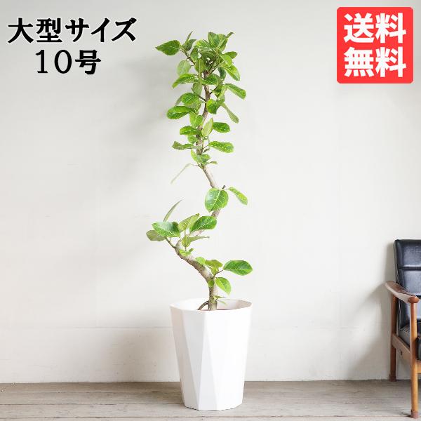高さ（鉢底から）：１５０〜１８０ｃｍ前後 １０号鉢■商品の樹形や葉付、高さはそれぞれ違いがございます。予めご了承下さい。■１３時までの注文→１〜３日以内に出荷（土日祝を除く）※配送日時の希望は買い物かごに入れた後の要望欄へご入力下さい。−−...