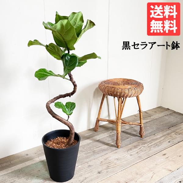 鉢は話題のセラアート鉢を使用。マット質感で高級感があり、陶器のような見た目の落ち着いた風合いが植物を引き立てます。受け皿付き、送料無料高さ（鉢底から）：９０〜９５ｃｍ前後鉢サイズ：８号■商品の樹形や葉付、高さはそれぞれ違いがございます。予め...