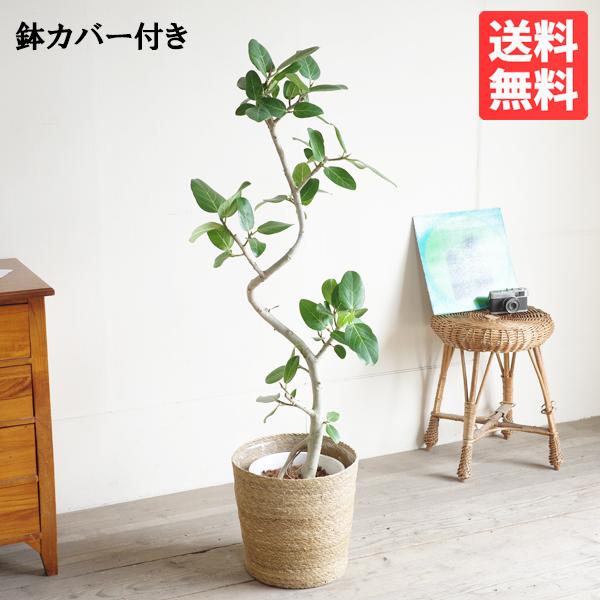 こんなの欲しかった！おしゃれなショップで飾っているような魅力的な観葉植物！高さ（鉢底から）：１２０〜１４０ｃｍ前後■商品の樹形や葉付、高さはそれぞれ違いがございます。同じ生産地の同等品をお届けします。予めご了承下さい。■１３時までの注文→即...