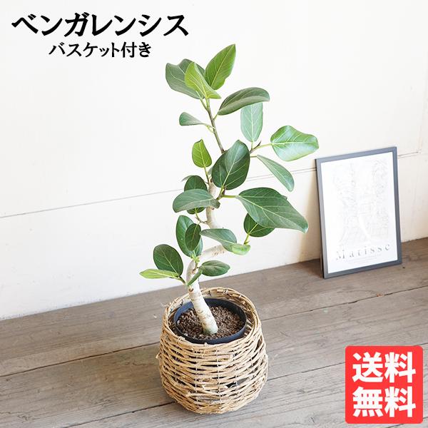 送料無料高さ（鉢底から）：６０ｃｍ前後■商品の樹形や葉付、高さはそれぞれ違いがございます。予めご了承下さい。■１３時までの注文→即日出荷（土日祝を除く）※配送日時の希望は買い物かごに入れた後の要望欄へご入力下さい。■各種ギフト（お祝い・お礼...