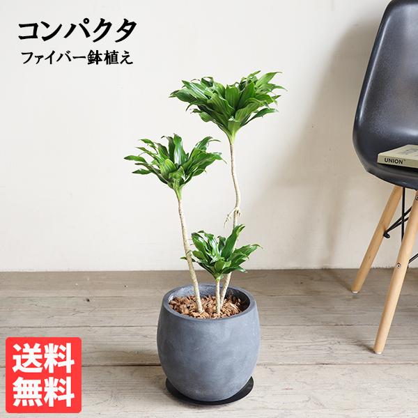 受け皿付き、送料無料高さ（鉢底から）：６０〜８０ｃｍ前後■商品の樹形や葉付、高さはそれぞれ違いがございます。予めご了承下さい。■１３時までの注文→即日（土日祝を除く）出荷※配送日時の希望は買い物かごに入れた後の要望欄へご入力下さい。■各種ギ...