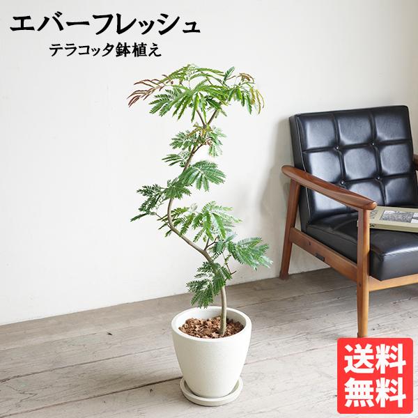 高さ（鉢底から）：約９０-１１０ｃｍ前後■商品の樹形や葉付、高さはそれぞれ違いがございます。予めご了承下さい。■１３時までの注文→即日出荷（土日祝を除く）※配送日時の希望は買い物かごに入れた後の要望欄へご入力下さい。■各種ギフト（お祝い・お...