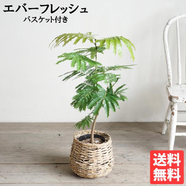 高さ（鉢底から）：約６０-７０ｃｍ前後■商品の樹形や葉付、高さはそれぞれ違いがございます。予めご了承下さい。■１３時までの注文→即日出荷（土日祝を除く）※配送日時の希望は買い物かごに入れた後の要望欄へご入力下さい。■各種ギフト（お祝い・お礼...