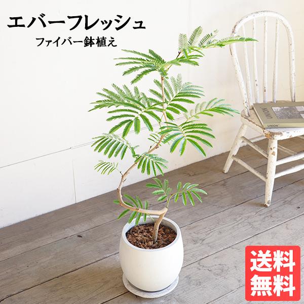 高さ（鉢底から）：約８０-９０ｃｍ前後■商品の樹形や葉付、高さはそれぞれ違いがございます。予めご了承下さい。■１３時までの注文→即日出荷（土日祝を除く）※配送日時の希望は買い物かごに入れた後の要望欄へご入力下さい。■各種ギフト（お祝い・お礼...
