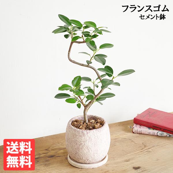 送料無料高さ（鉢底から）：５０〜７０ｃｍ前後■商品の樹形や葉付、高さはそれぞれ違いがございます。予めご了承下さい。■１３時までの注文→即日出荷（土日祝を除く）※配送日時の希望は買い物かごに入れた後の要望欄へご入力下さい。■各種ギフト（お祝い...