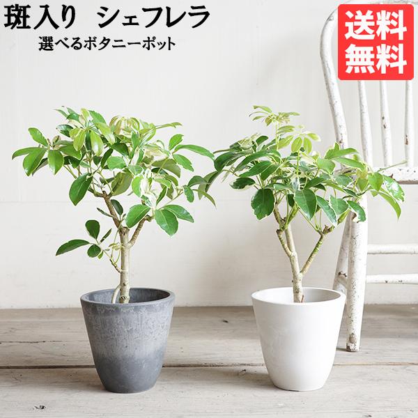 鉢底からの高さ４０〜５０cm前後鉢カラーは２色からお選びください・ダークグレー・ホワイト■商品の樹形や葉付、高さはそれぞれ違いがございます。予めご了承下さい。■１３時までの注文→即日出荷（土日祝を除く）※配送日時の希望は買い物かごに入れた後...