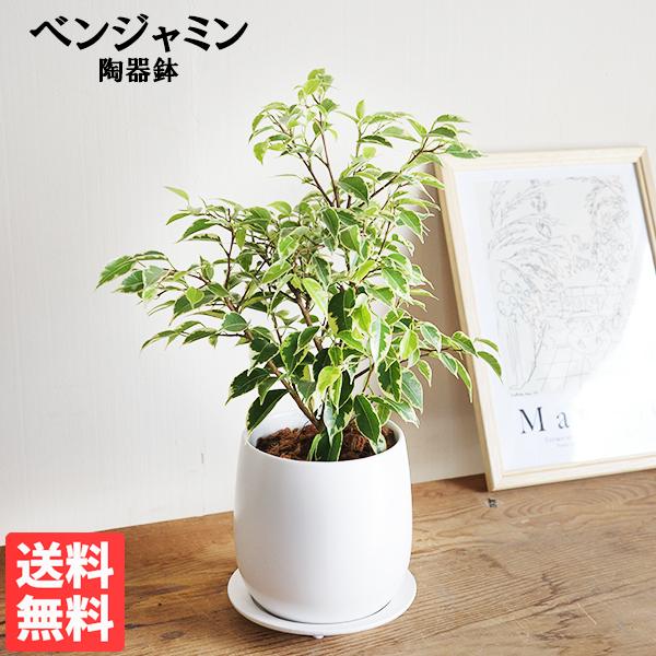 小さいながらも葉がもりもりとした元気な観葉植物です。高さ（鉢底から）：約３０〜４０ｃｍ前後■商品の樹形や葉付、高さはそれぞれ違いがございます。予めご了承下さい。■１３時までの注文→即日出荷（土日祝を除く）※配送日時の希望は買い物かごに入れた...