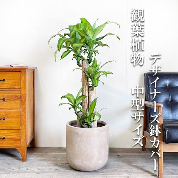 ファイバークレイ素材鉢カバー付き、送料無料高さ（鉢底から）：約１００〜１１０ｃｍ前後鉢サイズ：８号■商品の樹形や葉付、高さはそれぞれ違いがございます。予めご了承下さい。■１３時までの注文→１〜３日以内に出荷（土日祝を除く）※配送日時の希望は...