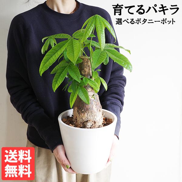 鉢底からの高さ50-70cm前後■商品の樹形や葉付、高さはそれぞれ違いがございます。予めご了承下さい。■１３時までの注文→即日出荷（土日祝を除く）※配送日時の希望は買い物かごに入れた後の要望欄へご入力下さい。■各種ギフト（お祝い・お礼など）...