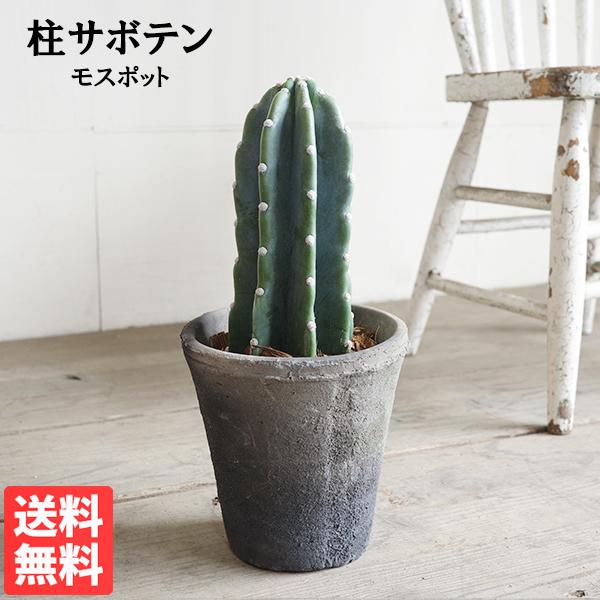柱サボテン　１本立ち高さ（鉢底から）：約３０−４０ｃｍ前後■商品の樹形や高さはそれぞれ違いがございます。予めご了承下さい。■１３時までの注文→即日出荷（土日祝を除く）※配送日時の希望は買い物かごに入れた後の要望欄へご入力下さい。■各種ギフト...