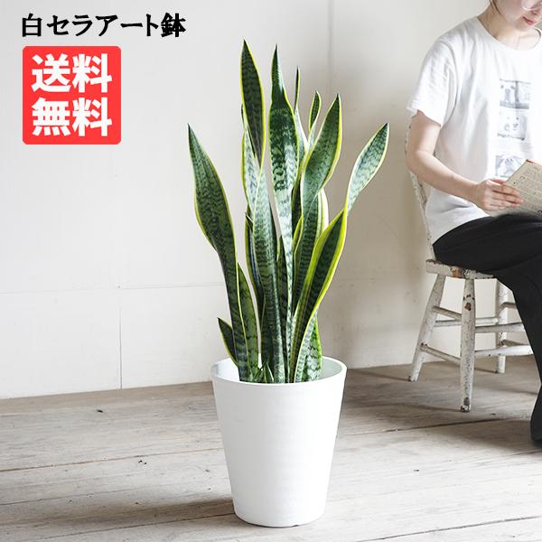 鉢は話題のセラアート鉢を使用。マット質感で高級感があり、陶器のような見た目の落ち着いた風合いが植物を引き立てます。受け皿、送料無料高さ（鉢底から）：約７０〜８０ｃｍ前後鉢サイズ：８号■商品の樹形や葉付、高さはそれぞれ違いがございます。予めご...