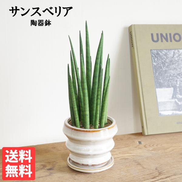 鉢底からの高さ25〜30cm前後■商品の樹形や葉付、高さはそれぞれ違いがございます。予めご了承下さい。■１３時までの注文→即日出荷（土日祝を除く）※配送日時の希望は買い物かごに入れた後の要望欄へご入力下さい。■各種ギフト（お祝い・お礼など）...