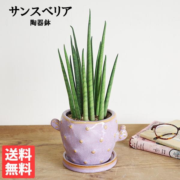 鉢底からの高さ25〜30cm前後■商品の樹形や葉付、高さはそれぞれ違いがございます。予めご了承下さい。■１３時までの注文→即日出荷（土日祝を除く）※配送日時の希望は買い物かごに入れた後の要望欄へご入力下さい。■各種ギフト（お祝い・お礼など）...