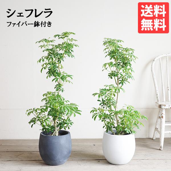 鉢底からの高さ９０〜１００cm前後■商品の樹形や葉付、高さはそれぞれ違いがございます。予めご了承下さい。■１３時までの注文→即日出荷（土日祝を除く）※配送日時の希望は買い物かごに入れた後の要望欄へご入力下さい。■各種ギフト（お祝い・お礼など...