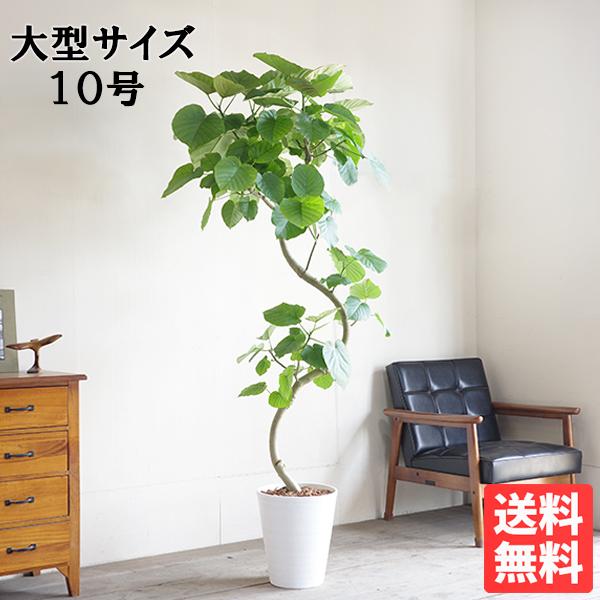送料無料高さ（鉢底から）：１７０〜１８０ｃｍ前後鉢サイズ：１０号鉢は話題のセラアート鉢を使用。マット質感で高級感があり、陶器のような見た目の落ち着いた風合いが植物を引き立てます。■商品の樹形や葉付、高さはそれぞれ違いがございます。予めご了承...