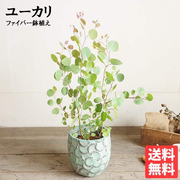 高さ（鉢底から）：約７０〜１００cm前後ミントグリーンのファイバー鉢植え■商品の樹形や葉付、高さはそれぞれ違いがございます。予めご了承下さい。■１３時までの注文→１〜３日以内に出荷（土日祝を除く）※配送日時の希望は買い物かごに入れた後の要望...