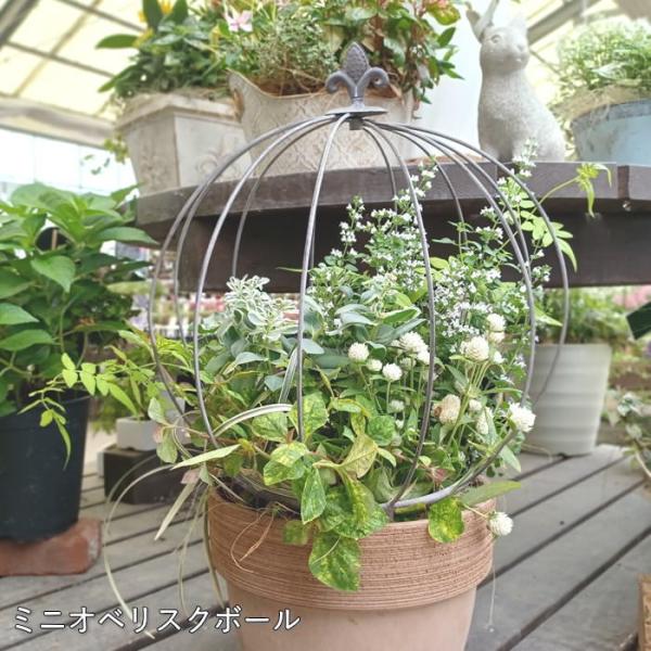 ●ミニオベリスクボール●お庭やベランダをさりげなく彩る、アンティーク調のドーム型オベリスクです。●オベリスクとしては比較的コンパクトなサイズで、鉢植えや小さな花壇にもぴったり。限られたスペースでも気軽に取り入れやすく、ガーデンに立体感をプラ...