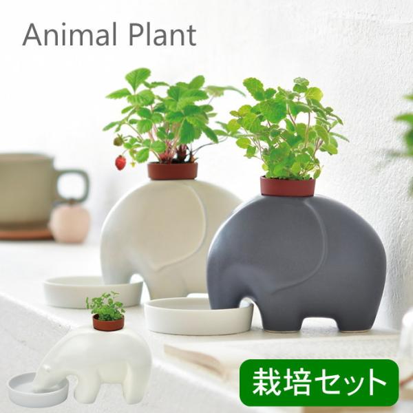 ●eleplant エレプラント / ポーラーベアプラント●ポットや土、種などが揃ったハーブの栽培キットです。園芸初心者でも気軽に始められます。●陶器のアニマルがお皿の水を飲んで、背中で植物を育てます。水の管理が一目でわかる底面給水システム...