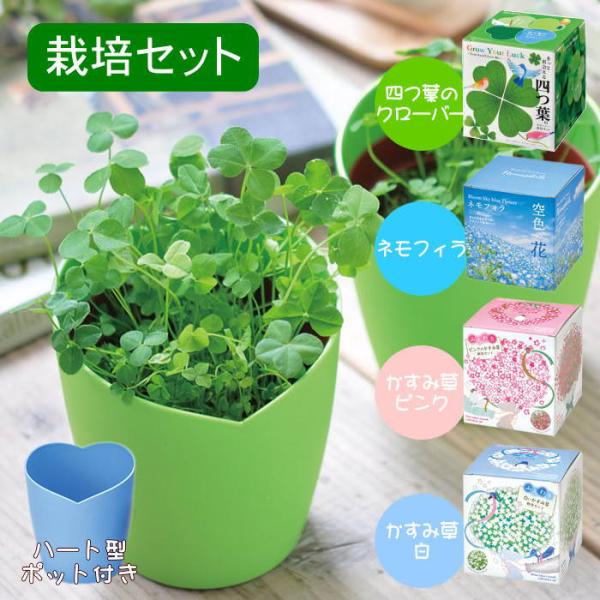 ●きっとみつかる 四つ葉のクローバー栽培キット / 空色の花 ネモフィラ栽培セット / ふんわりかすみ草栽培セット●ポットや土、種などが揃った栽培キットです。園芸初心者でも気軽に植物の栽培を始められます。かわいいハート型ポット付きでギフトに...