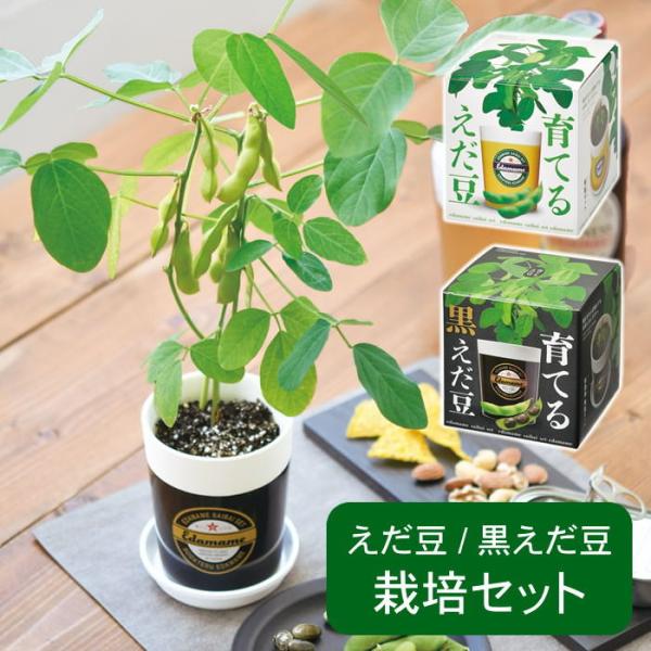 ●育てるえだ豆栽培キット / 育てる黒えだ豆栽培キット●夏の暑い日、大人の楽しみと言えば…「ビールにえだまめ！！」ヘルシーなおつまみとして海外で「edamame」と通じるほど。思わず笑顔になってしまうえだまめの栽培キットです。●ポットや土、...