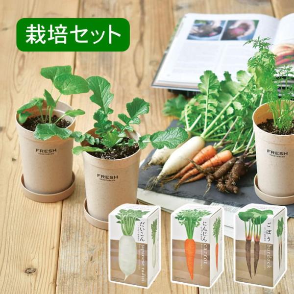 ●おうちで根菜栽培セット●ポットや土、種などが揃った栽培キットです。園芸初心者でも気軽に栽培に挑戦できます。●種類は身近な野菜、大根・人参・ごぼうの3品種。土がたっぷりと入る深鉢なら、おうちで根菜も育てられます。●根菜栽培の楽しさは土の中で...