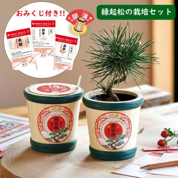 ●縁起松栽培セット おみくじ付き 赤松●杉の間伐材を利用したミニ樽で種から松を育てる栽培セットです。●鉢や土、種などが揃った栽培キットは園芸初心者でも気軽に栽培に挑戦できます。●木の成長になぞられた内容の開運おみくじ付き。願いを込めたおみく...