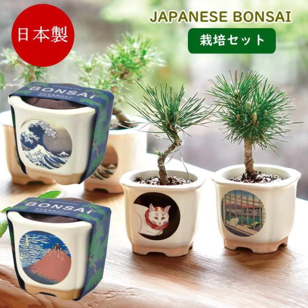 ●JAPANESE BONSAI 盆栽 栽培セット●浮世絵の名画がデザインされた美濃焼の盆栽鉢で育てる黒松赤松の栽培セット。●鉢や土、種などが揃った栽培キットは園芸初心者でも気軽に栽培に挑戦できます。●種から芽が出た驚きや日に日に大きくなる...