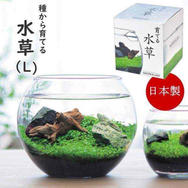 ●育てる水草（L)●手軽にアクアリウムをスタートできる種から水草を育てる必要なものが すべて揃った水草の栽培セットです。●器の中を自由にイメージしながら世界にひとつだけのアクアリウムの庭園を作ることができ園芸初心者でも気軽に栽培に挑戦できま...
