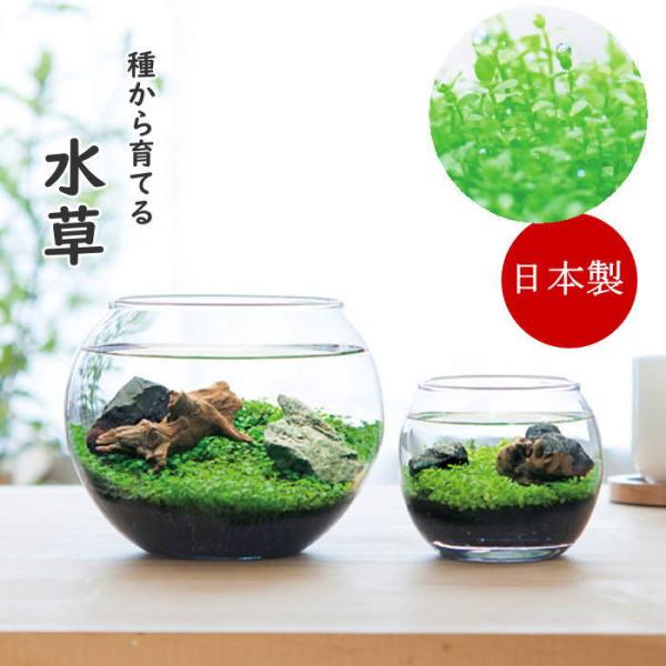 ●育てる水草 (S) (L)●手軽にアクアリウムをスタートできる種から水草を育てる必要なものが すべて揃った水草の栽培セットです。●器の中を自由にイメージしながら世界にひとつだけのアクアリウムの庭園を作ることができ園芸初心者でも気軽に栽培に...