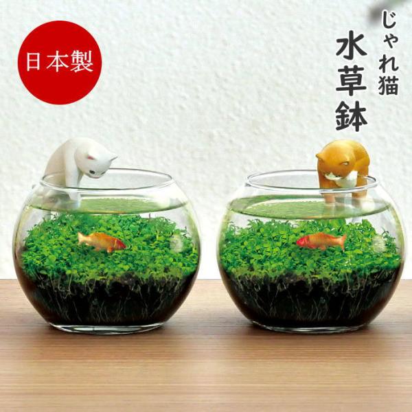 ●じゃれ猫水草鉢●手軽にアクアリウムをスタートできる種から水草を育てる必要なものが すべて揃った水草の栽培セットです。●猫のフィギュアは、鉢の縁に引っ掛けて飾れる仕様のため、水草鉢としてはもちろん他の植木鉢やプランターにも取り付けて楽しめま...