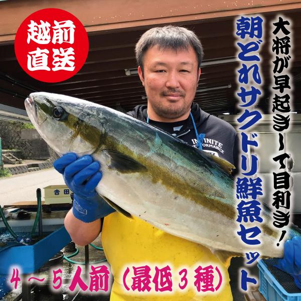 福井県越前のぐみざき定置網の朝どれ鮮魚を大将の枩田卓也が早起きして目利きします。旬の生きた状態の良い魚だけを選び血抜き神経じめの処理をします。サクドリにしてシートに包んで真空パックして即日発送いたします。損はさせないボリュームで発送いたしま...