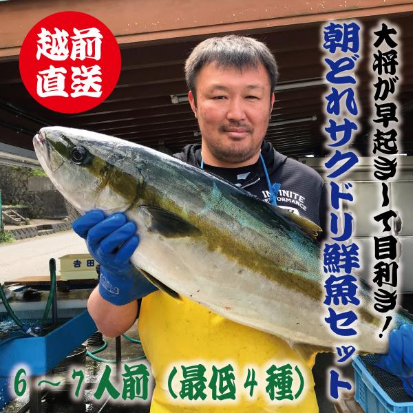 福井県越前のぐみざき定置網の朝どれ鮮魚を大将の枩田卓也が早起きして目利きします。旬の生きた状態の良い魚だけを選び血抜き神経じめの処理をします。サクドリにしてシートに包んで真空パックして即日発送いたします。損はさせないボリュームで発送いたしま...